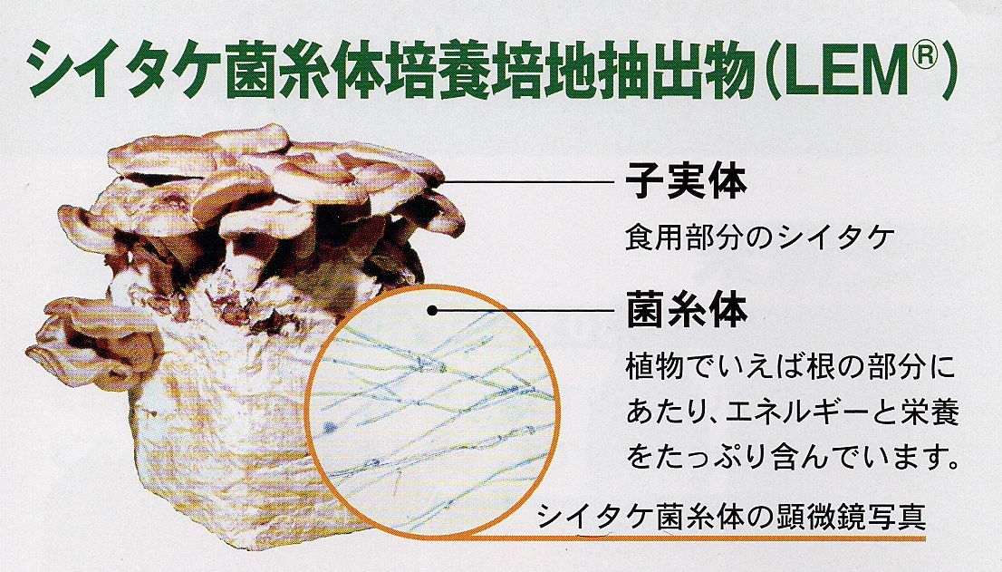 免疫が不安なら「LEM」配合の瑞芝シリーズ | 沖縄市の漢方専門店 SIMPLE LIFE（シンプルライフ）| 漢方・不妊・ファスティング・薬膳茶